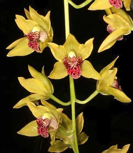 OS2124 Cym. Nancy Miyamoto 'Priscila' AM/SAOC x Cliff Hutchings 'NH' 4N ...