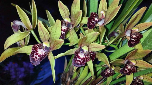 OS2124 Cym. Nancy Miyamoto 'Priscila' AM/SAOC x Cliff Hutchings 'NH' 4N ...