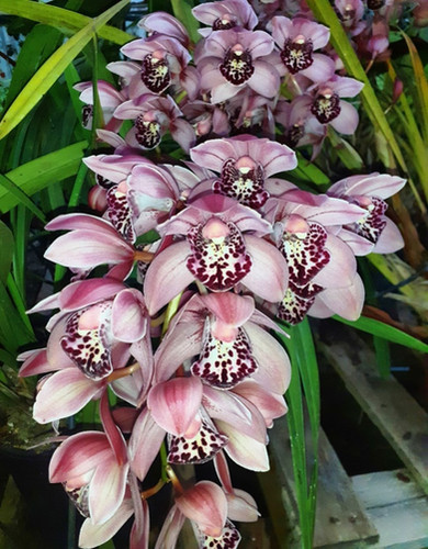 OS2125 Cym. Nancy Miyamoto 'Priscila' AM/SAOC x Falling Passion 'NH ...
