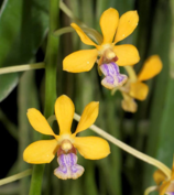 OS2329 Vanda Testacea x Lucknow | orchidology2