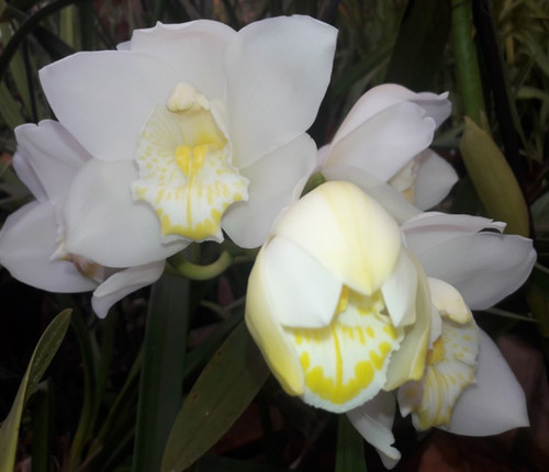 OS2017 . Cym. Portuguese Passion 'Lovely Snow' x Nancy Quach ...