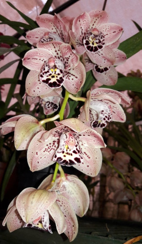 OS2211. Cym. Dots DownUnder 'NH' X Nancy Miyamoto 'Priscilla' AM/SAOC ...