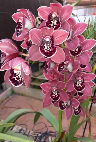OS2043. Cym. Nancy Miyamoto 'Priscilla' AM/SAOC X Darch Satsuma ...
