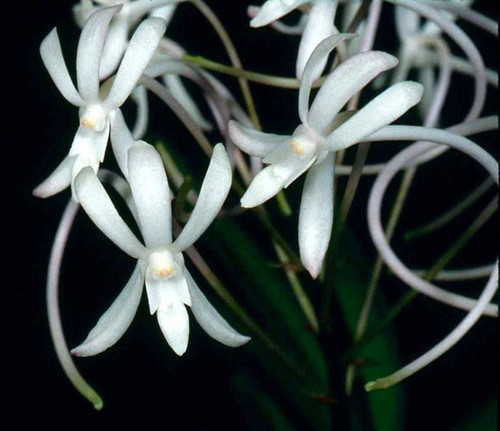 OS2143 Vanda Lucknow x sibling | orchidology2