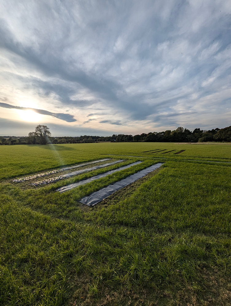 How Wirral Flower Farm is Helping Local Biodiversity