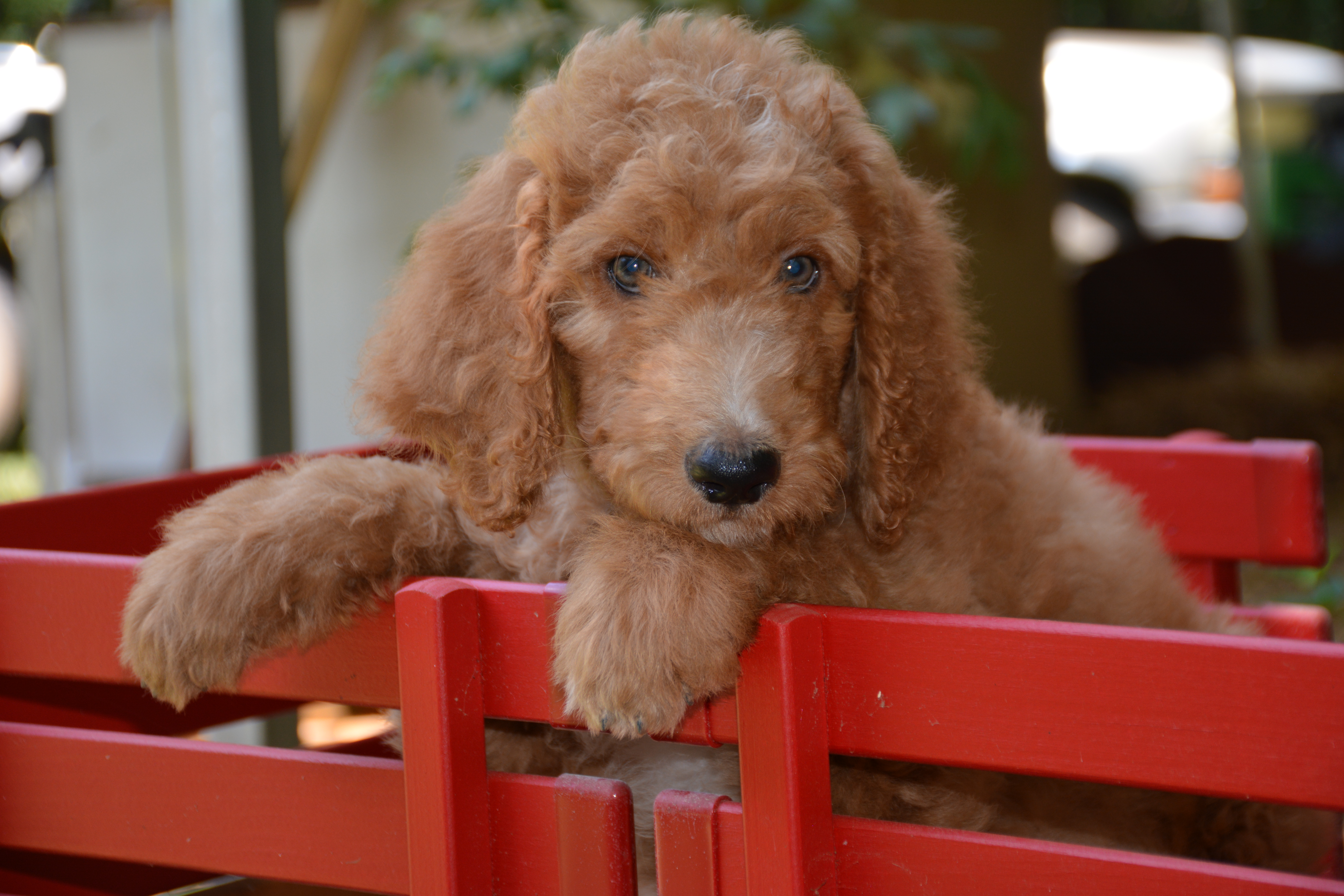 Goldendoodles | ayerspamperedpets2