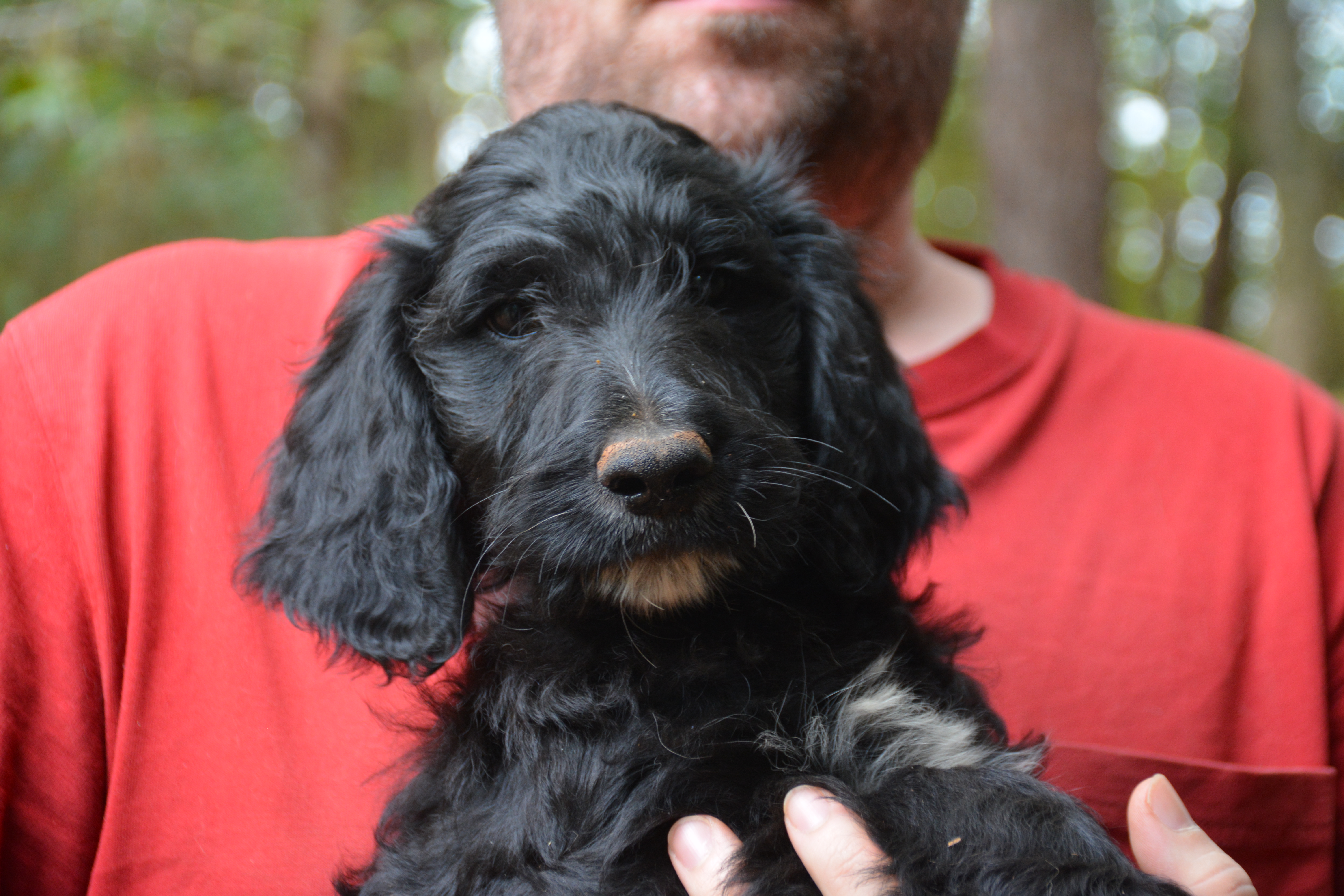 Goldendoodles | ayerspamperedpets2