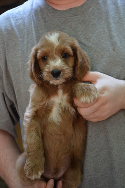 Minidoodles | ayerspamperedpets2