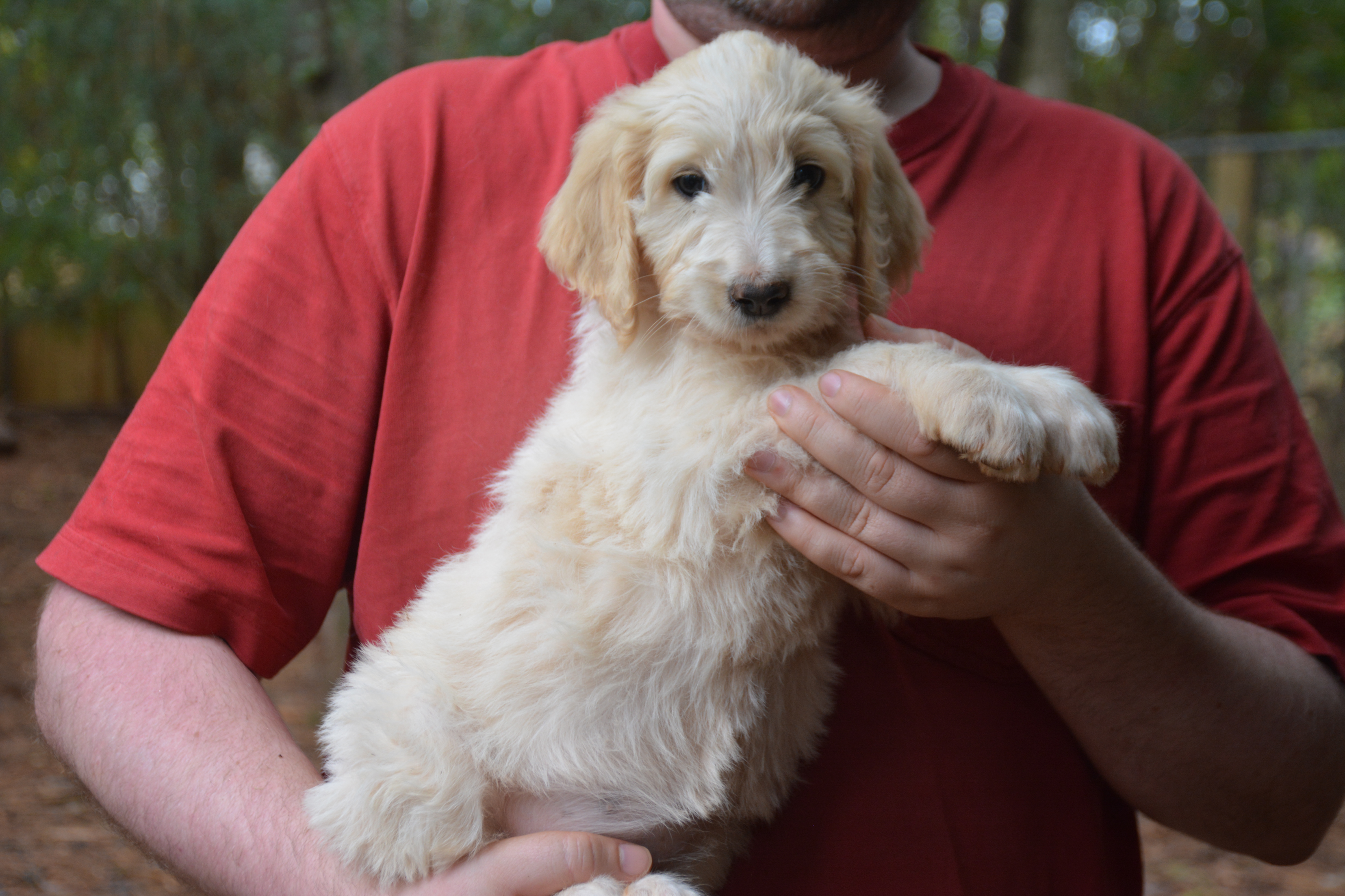 Goldendoodles | ayerspamperedpets2
