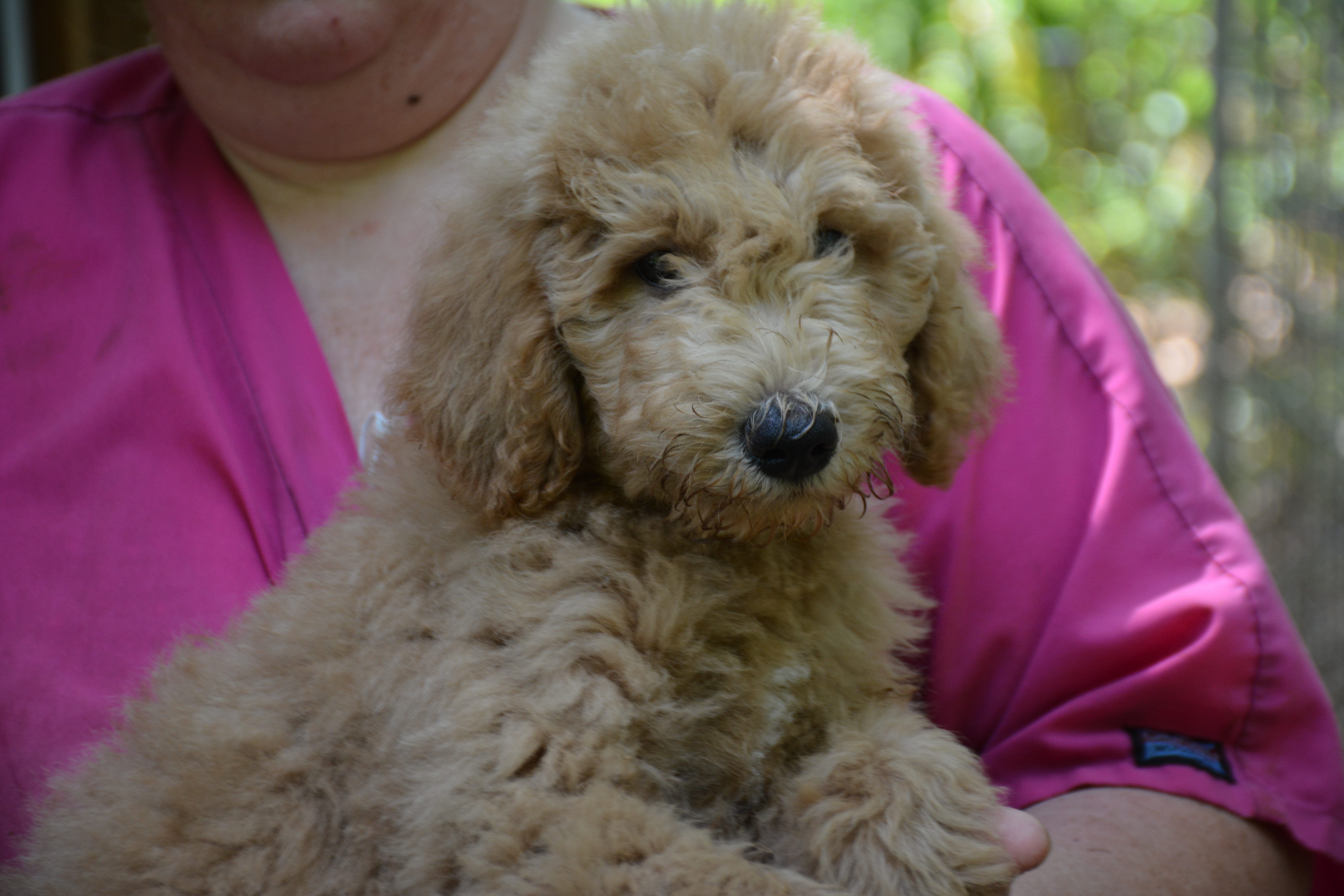 Goldendoodles | ayerspamperedpets2