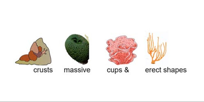 Sponge Identification