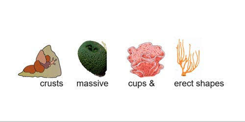 Sponge Identification
