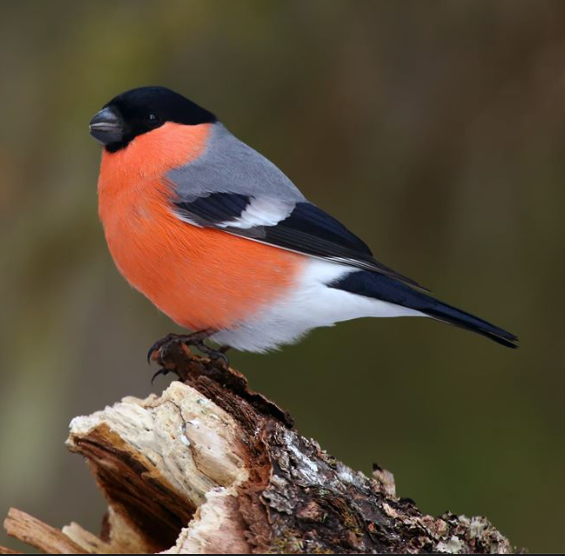 BULLFINCH