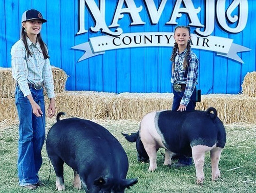 Show Piglets | Snowflake Pig Farms