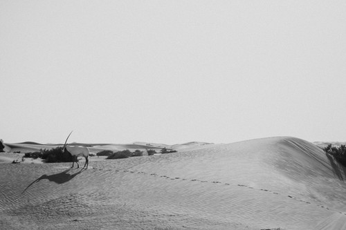 Solitude | Sheldon Roth