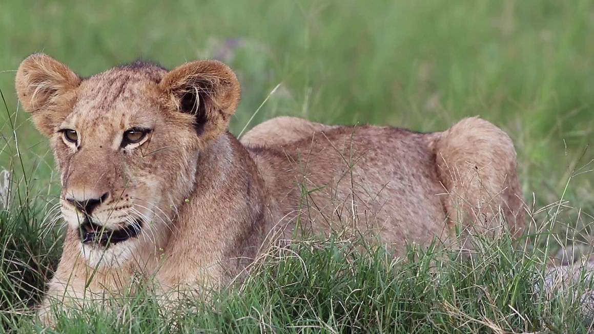 Visual Engineer | Sheldon Roth Fine Art