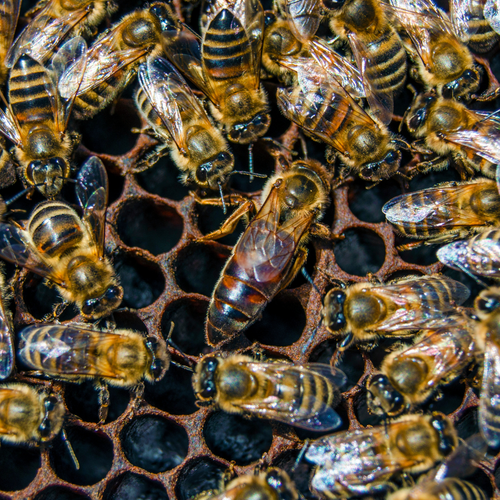 ELGON 'Buckfast' Mated Queen | Black Mountain Honey