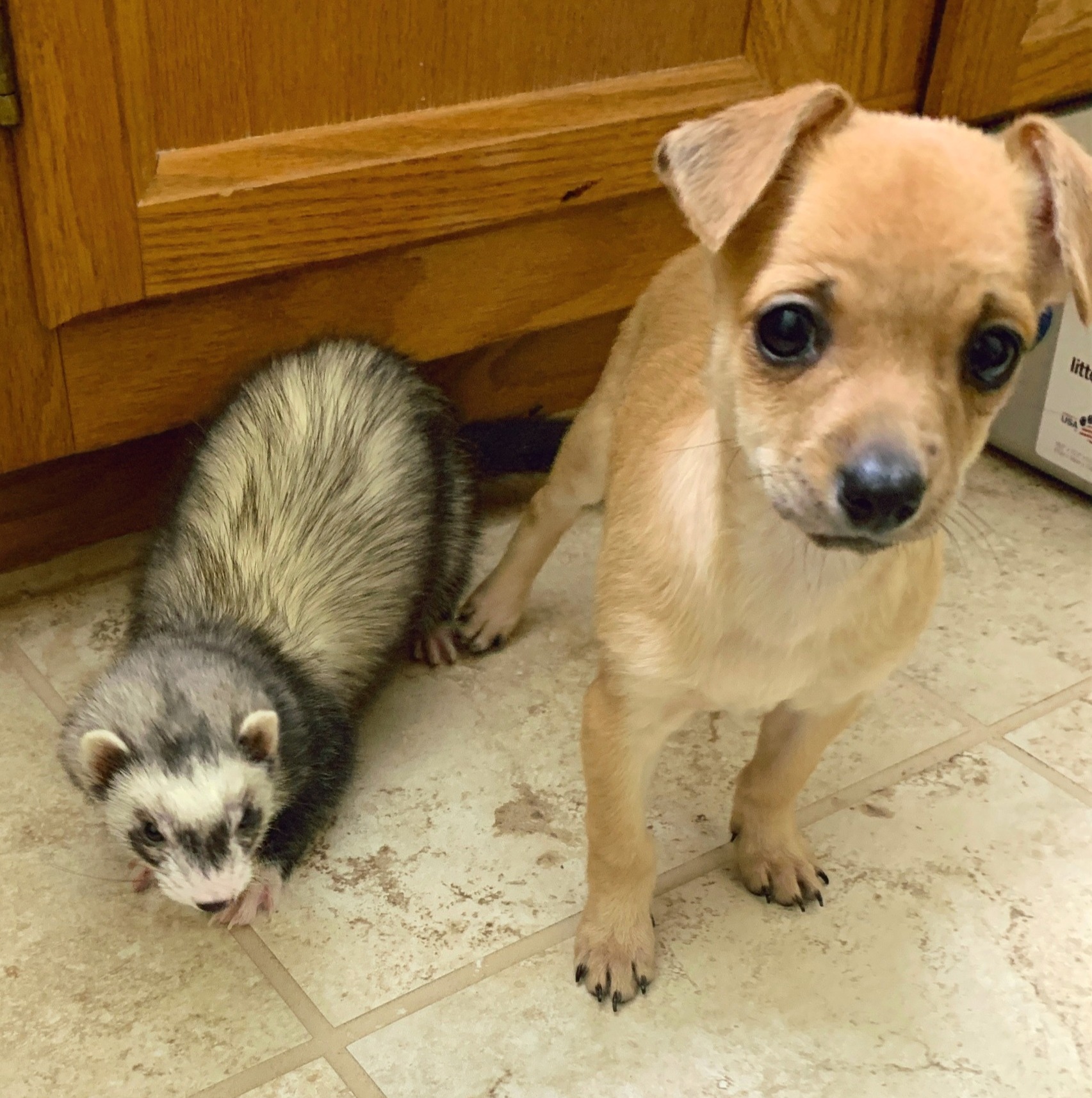 Adoptable-dogs | Tiny N Tall Rescue Inc.