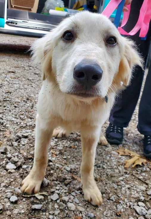 Adoptable-dogs | Tiny N Tall Rescue Inc.