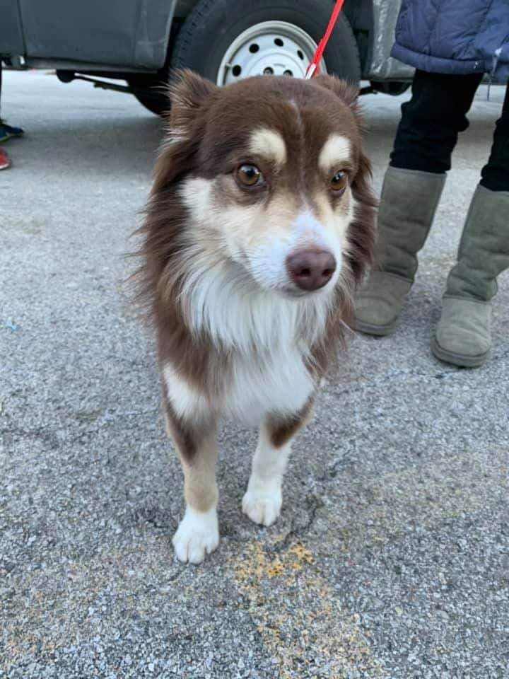 Adoptable-dogs | Tiny N Tall Rescue Inc.