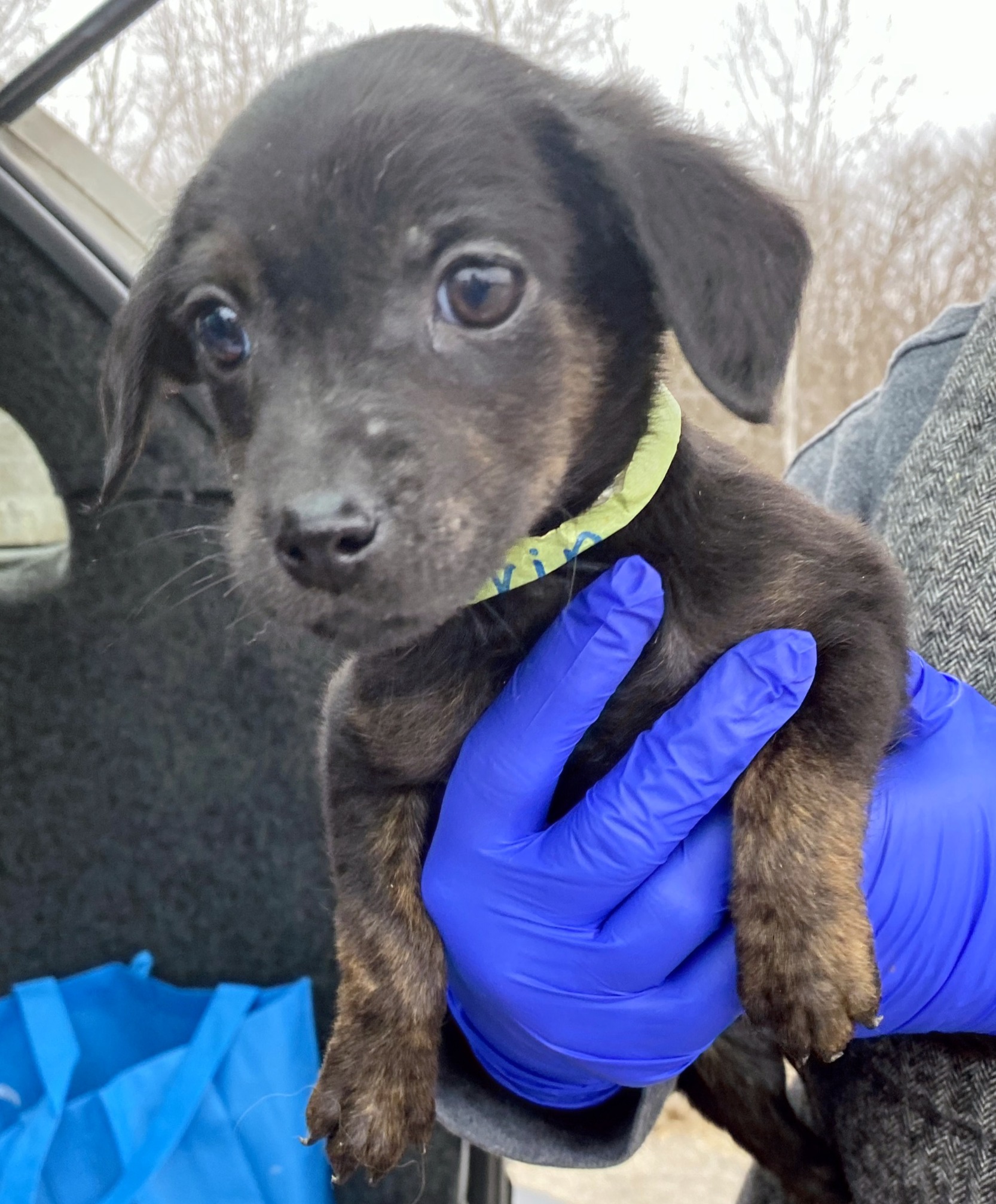 Adoptable-dogs | Tiny N Tall Rescue Inc.