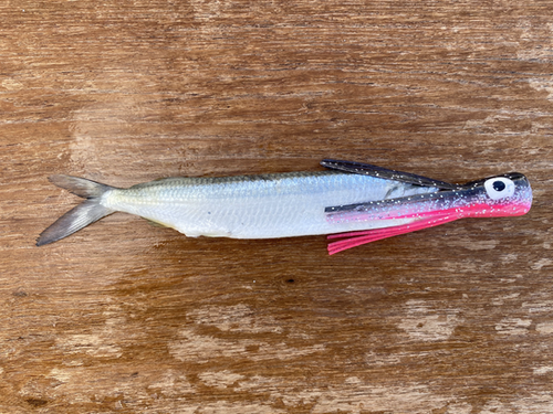 Black Silver Pink Chuggers (3 sizes) | Fish Downsea