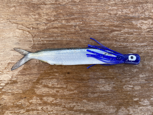 Deep Blue Chuggers (3 sizes) | Fish Downsea