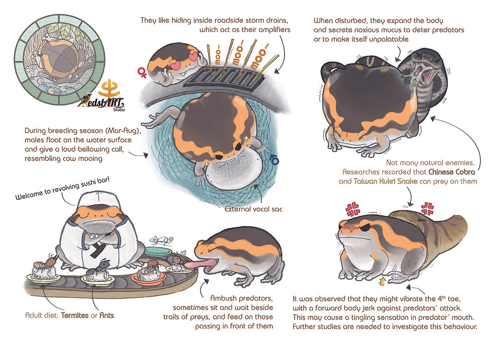Meet the bullfrogs in the Year of Bull - Banded Bullfrog (Asiatic ...