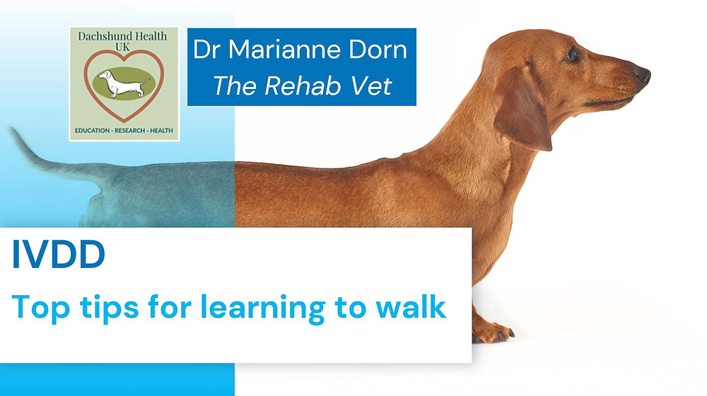 "Dachtober" webinars for owners of dogs with IVDD and CPD for vets