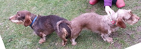 dachshund mating