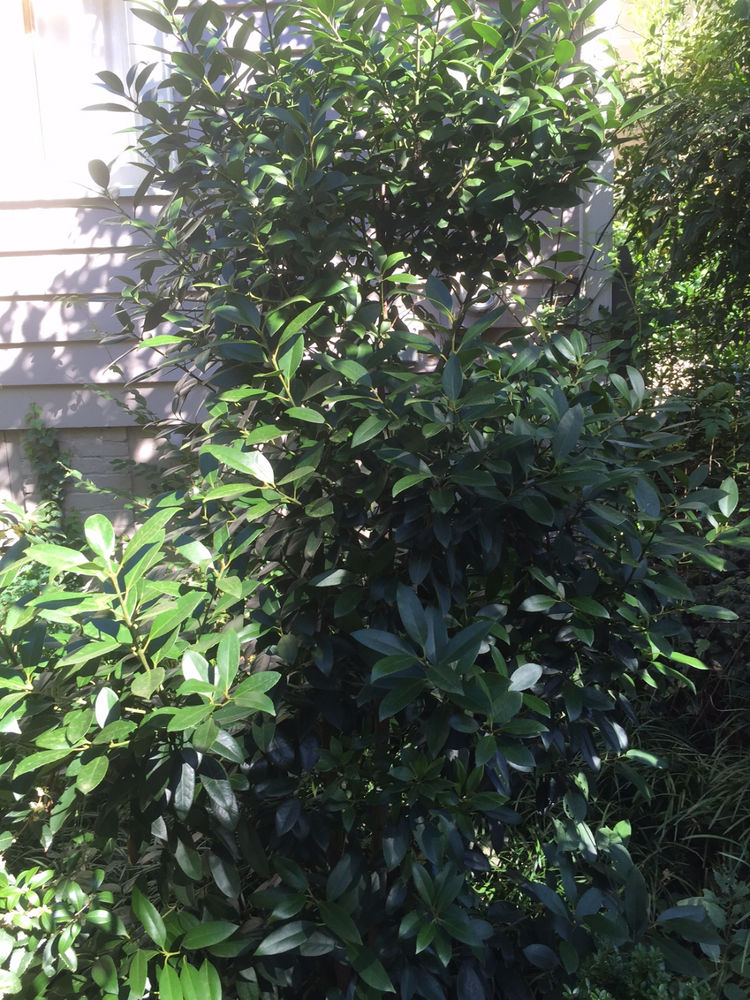 Near Miss: To Screen or not to Screen Part 3