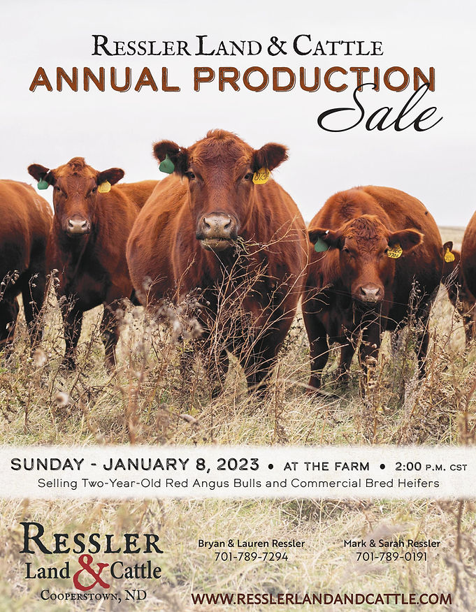 Ressler Land & Cattle - Red Angus Bulls