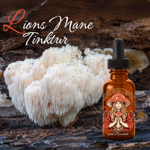 Lion’s Mane Tinktur– deine “Löwen-Power” aus der Flasche | MamaMuscaria