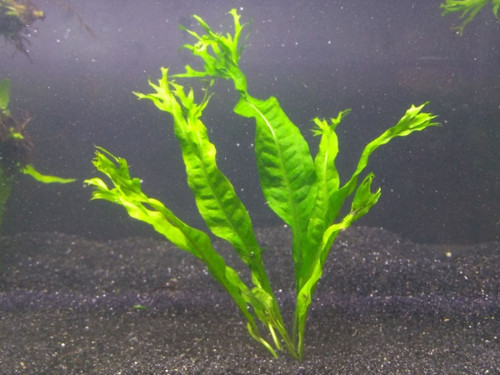 Java Fern Windelov | www.bioAquatiX.com5.99{{product.