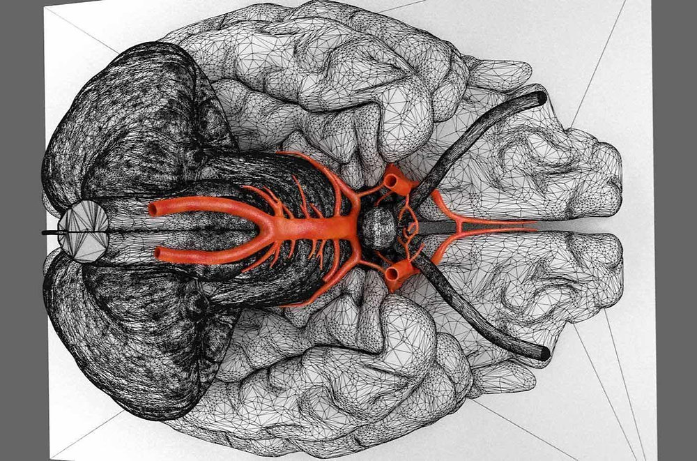 circle of willis function