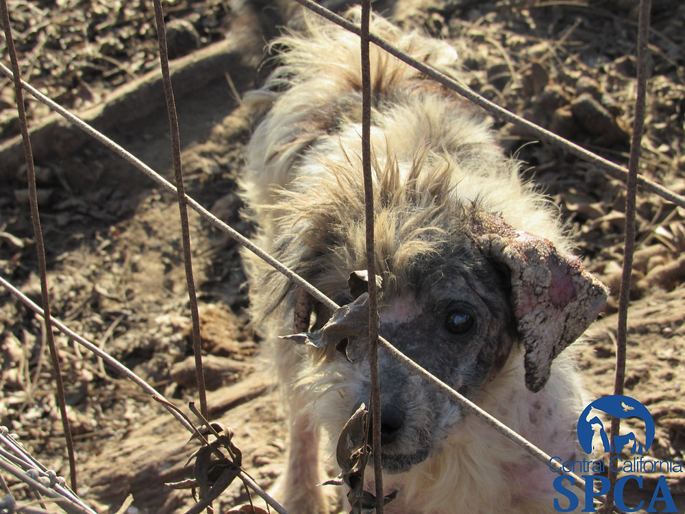 Central California SPCA investigation results in felony charges filed ...