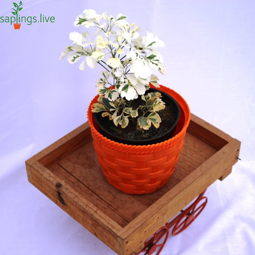 Shield Aralia (Polyscias Scutellaralia) Plant Online in Bangalore | www ...
