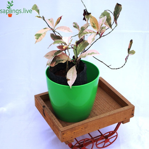 Chinese Croton (Excoecaria cochinchinensis) Plant Online in Bangalore ...
