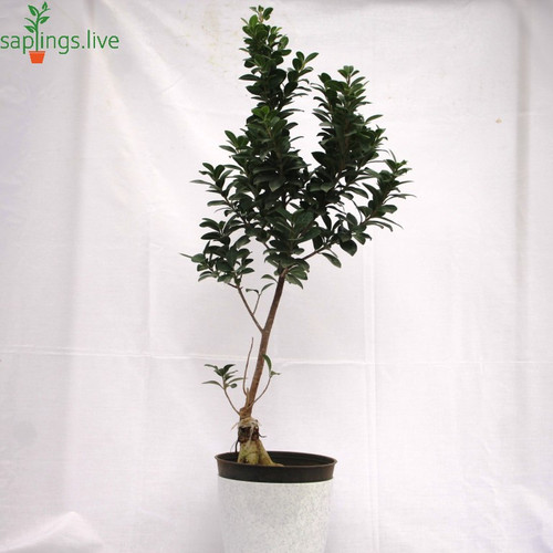 Ficus Tree Plant Online in Bangalore | www.saplings.live