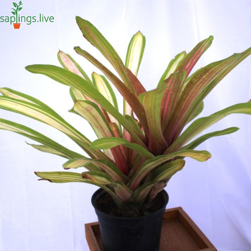 Guzmania Bromeliads (Pink) Plant Online in Bangalore | www.saplings.live