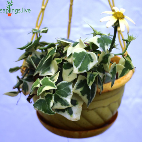 Senecio Wax Ivy Plant Hanging Online in Bangalore | www.saplings.live