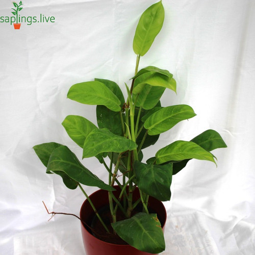 Philodendron Ceylon 'Green' Plant Online in Bangalore | www.saplings.live