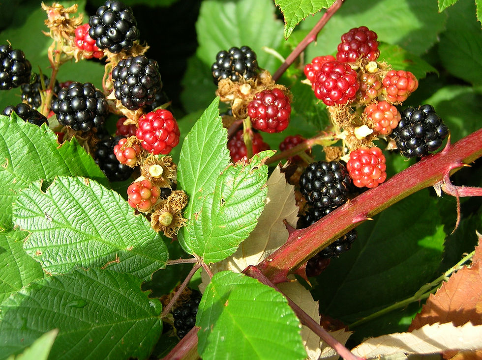 Invasive Plants (Weeds) | Species to Watch for in the Okanagan-Similkameen