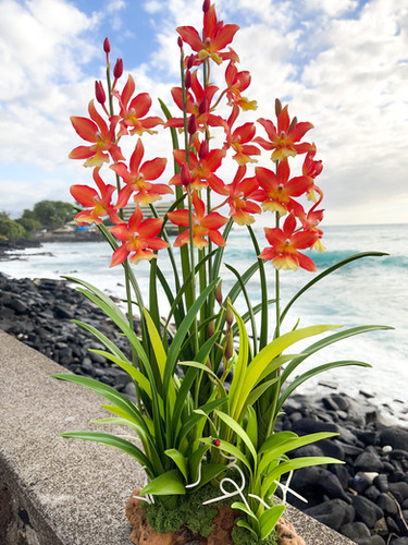 Citrus Glow Oncidium Orchids | Nana's Clay Flowers