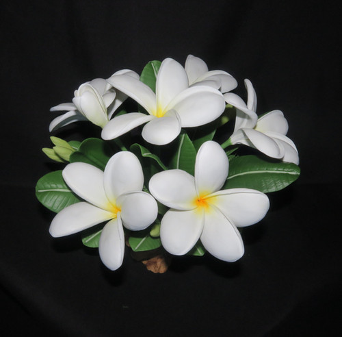 Plumeria | Nana's Clay Flowers