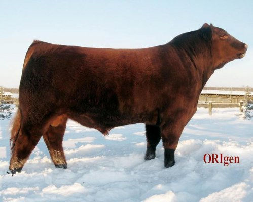 Red Angus For Sale | Texas | Cinco R Ranch, LLC