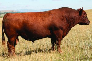Red Angus For Sale | Texas | Cinco R Ranch, LLC