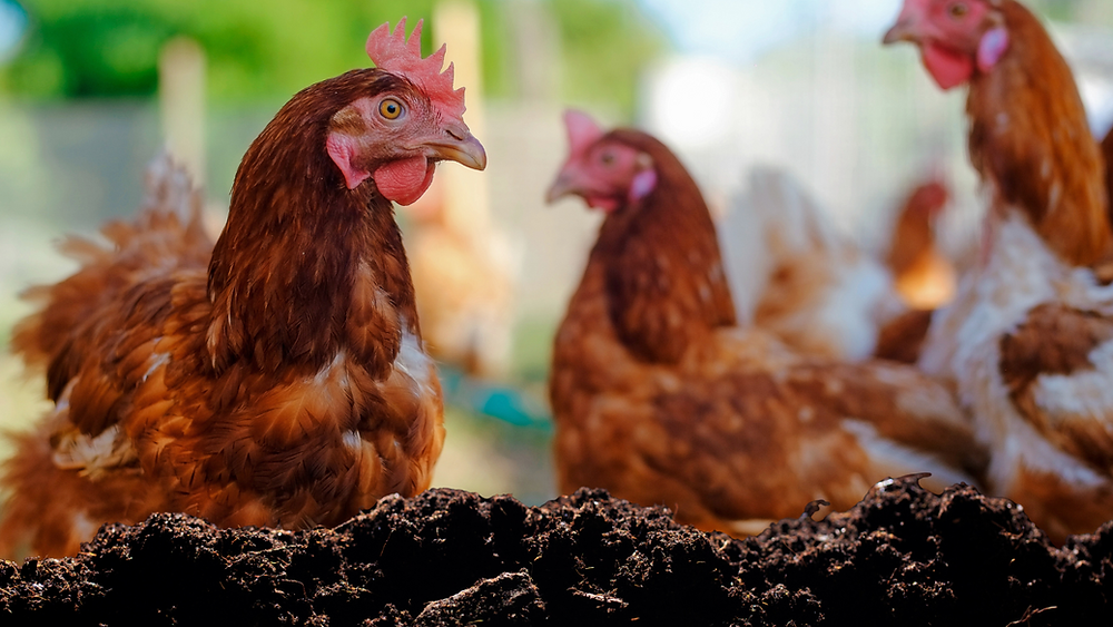 Turning Chicken Manure into an Eco-Friendly Catalyst? A Green ...