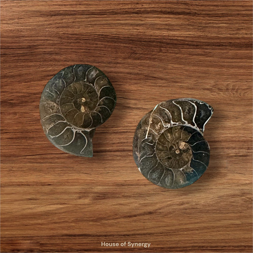 Ammonite Set | House Of Synergy