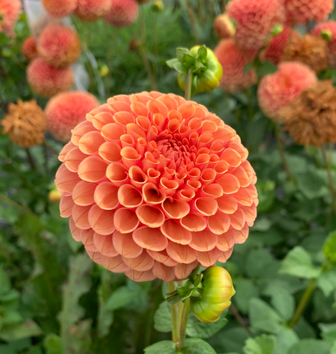 Hy Suntan Dahlia Tuber | Cattle & Cut Flowers
